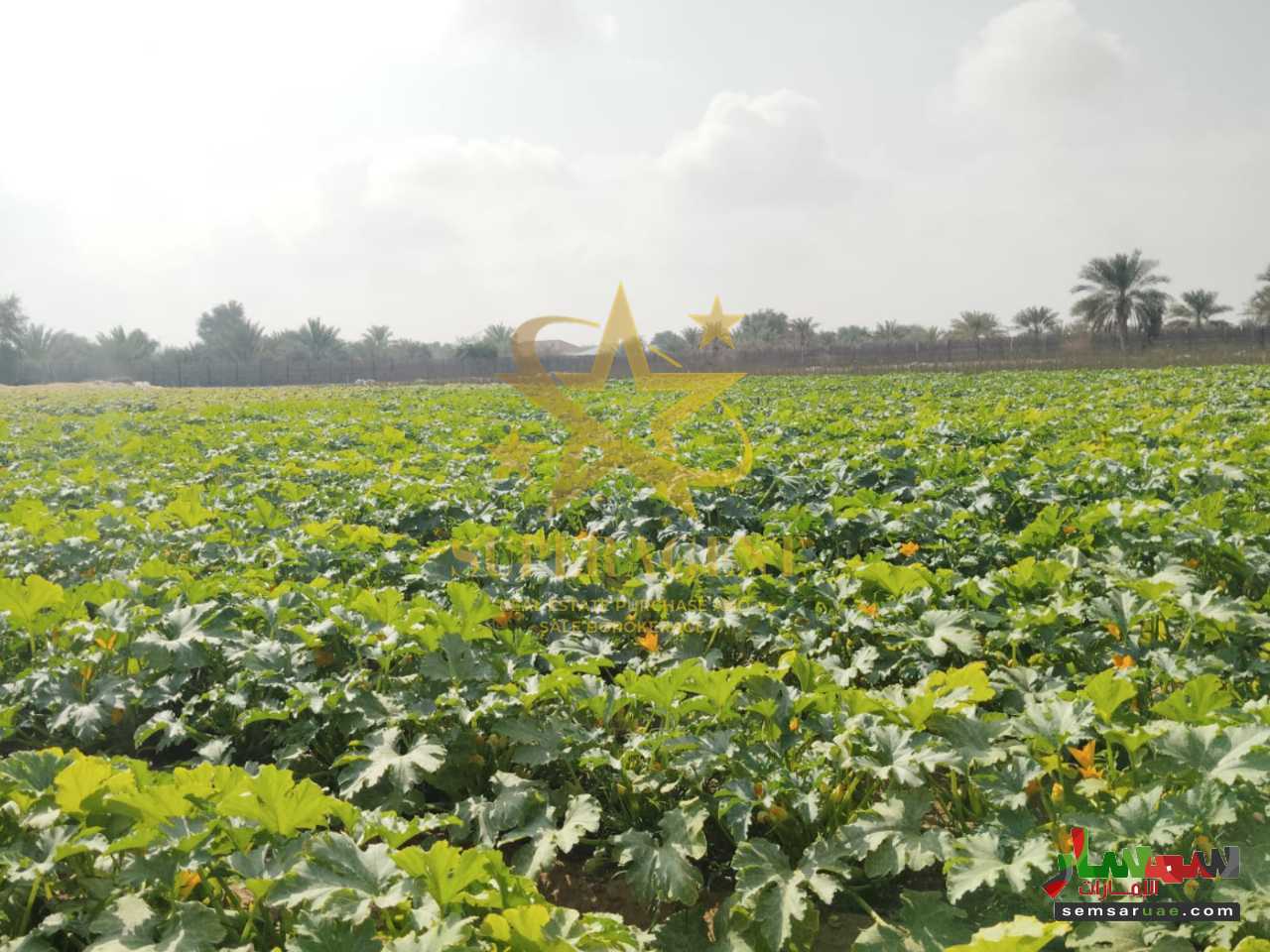 A farm in Old Bahia prime investment location For Sale Al Bahia Abu D