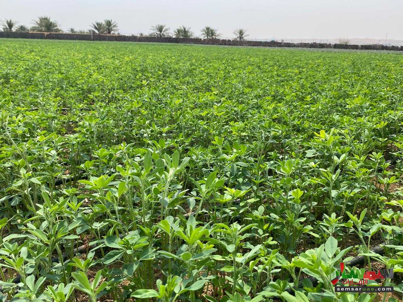Farm for sale in Al Khatm area The has a very special and beautiful l