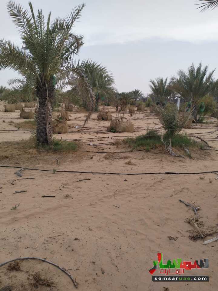 By Photos For Sale Farm in Remah Al Ain 3 600 990 sq feet - SemsarUAE.com